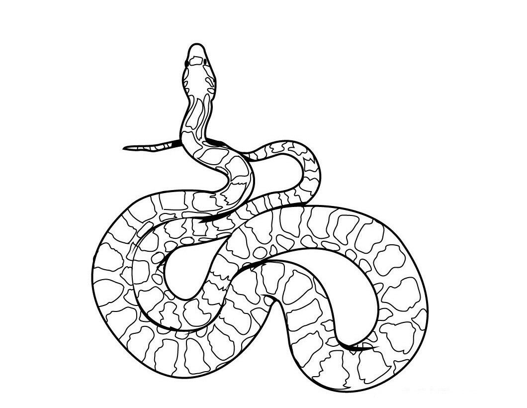 27+ Great Photo of Snake Coloring Page - entitlementtrap.com